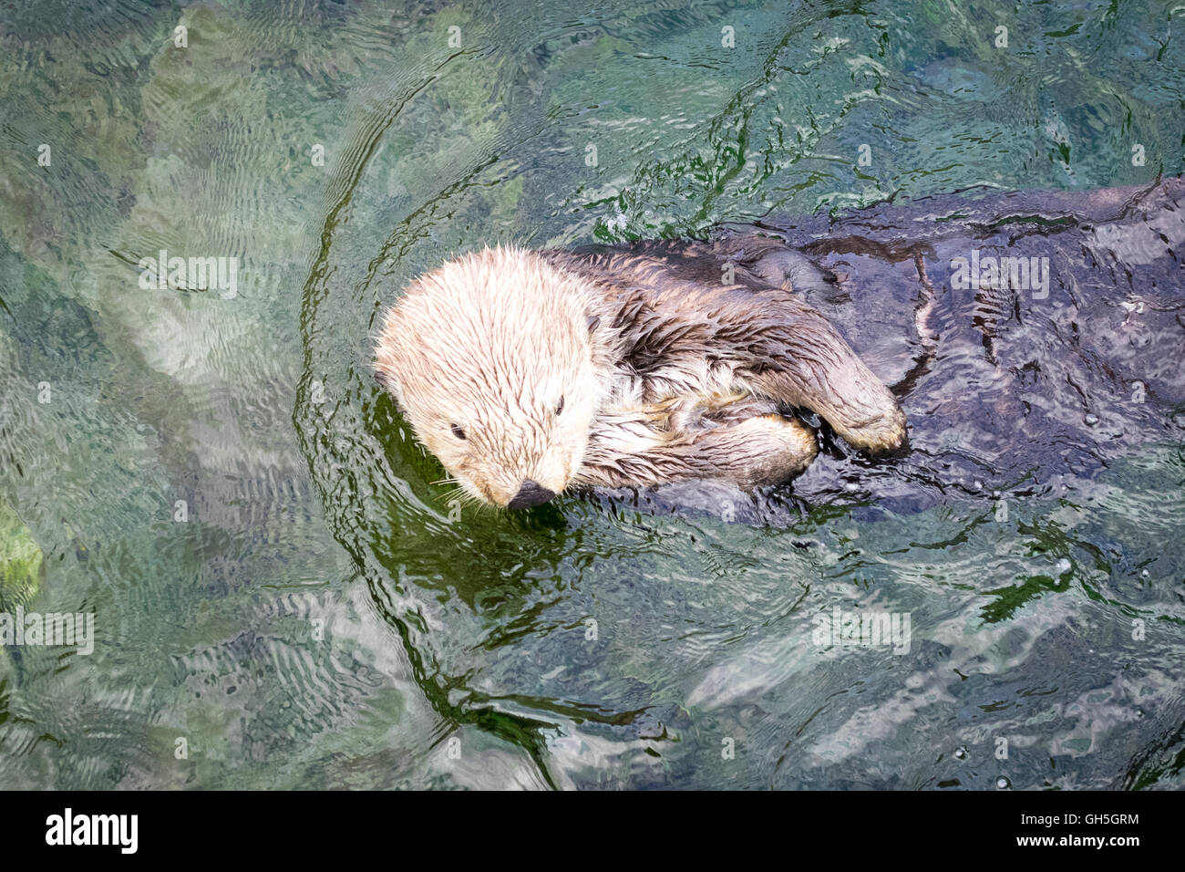 A female sea otter (Enhydra lutris) at the Vancouver Aquarium in ...