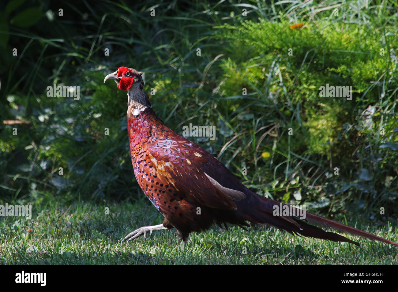 Pheasant or young male phasianus colchicus fagiano strutting or running ...