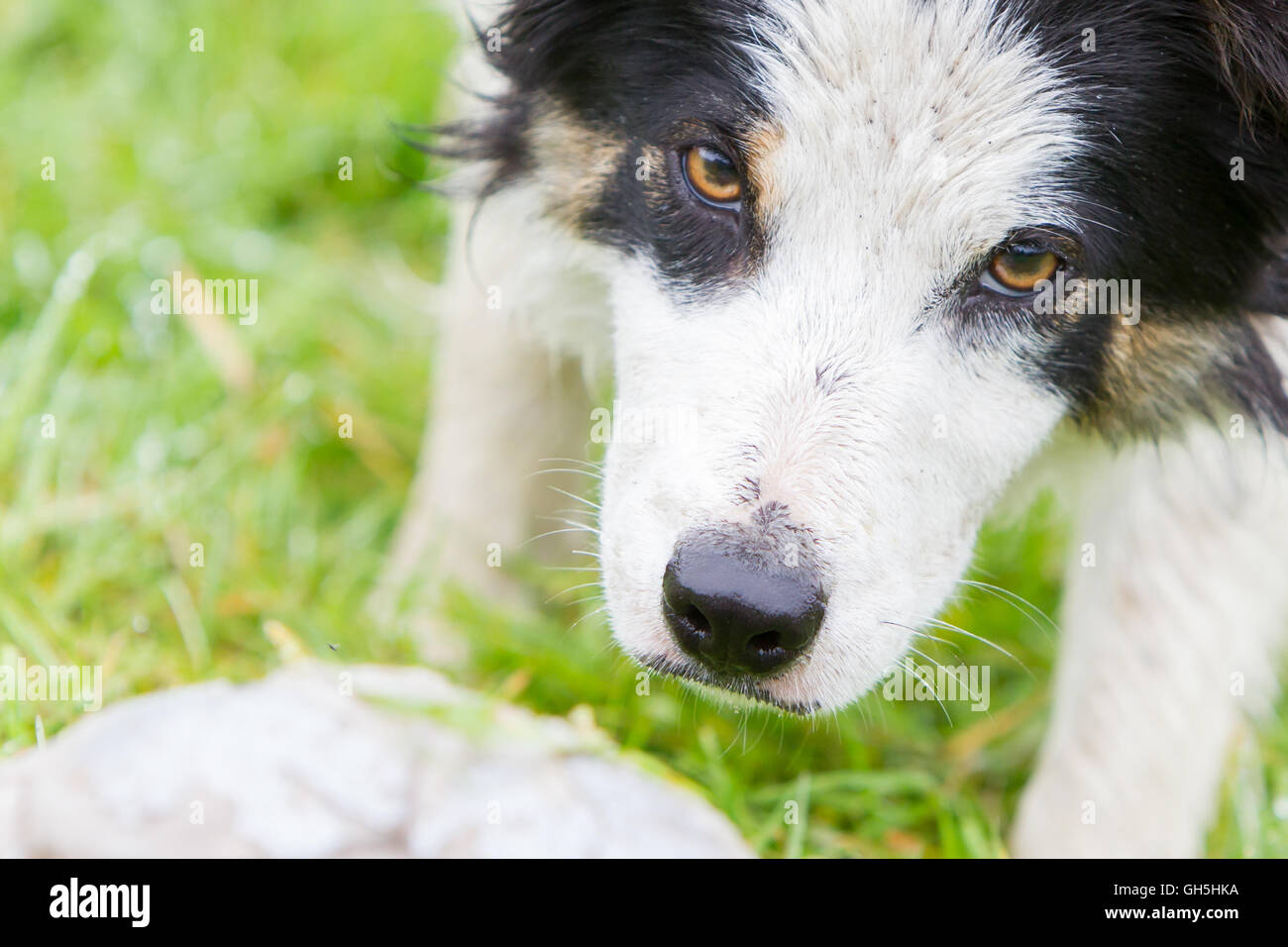 Playful Border collie with a ball in the rain Stock Photo - Alamy