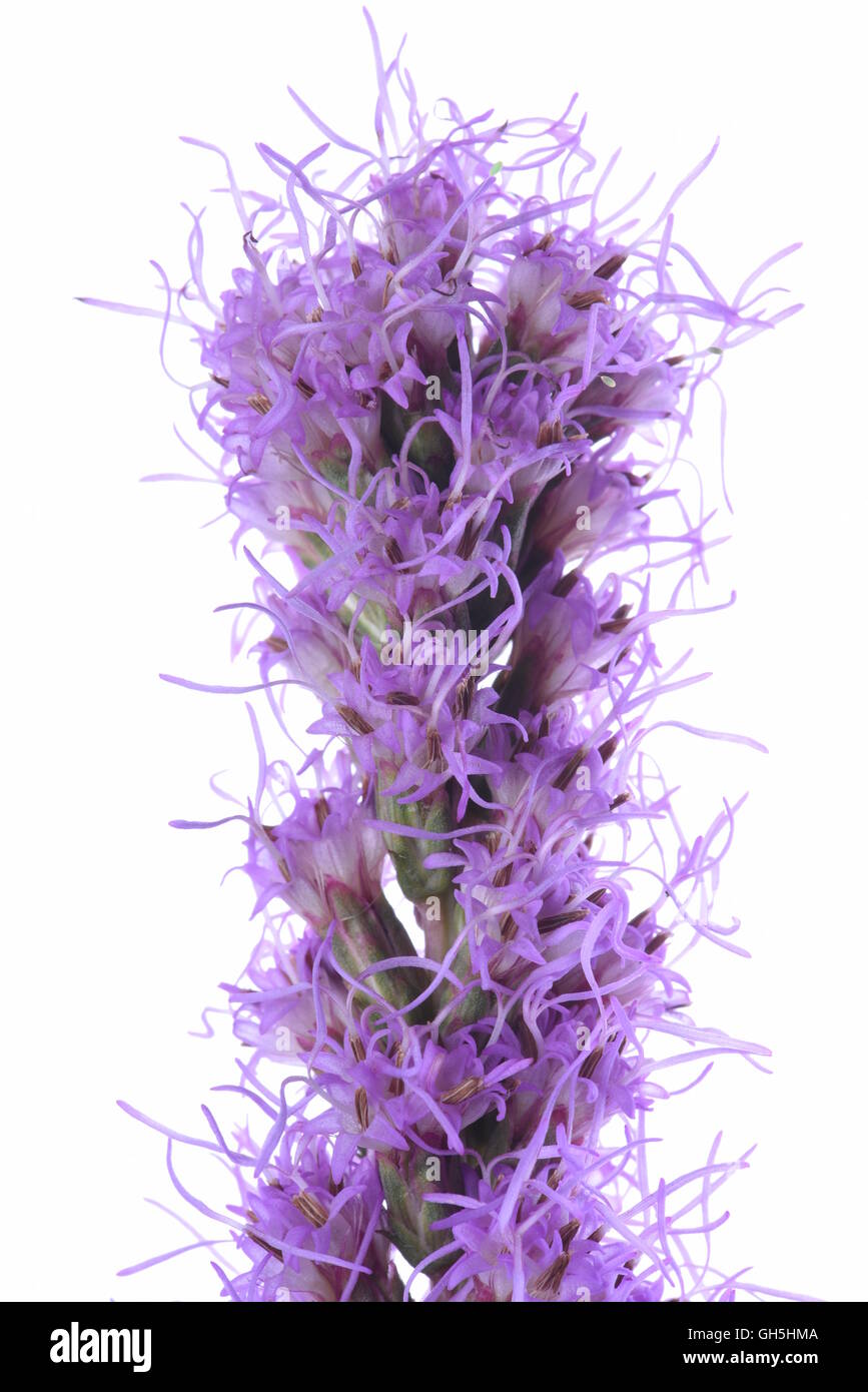 Single liatris flower head isolated on white background Stock Photo - Alamy