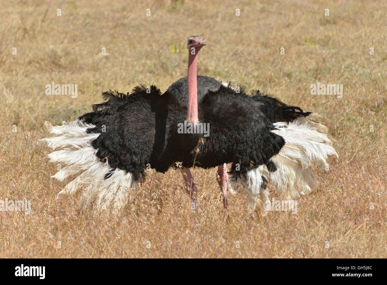 zoology / animals, birds (Aves), African bunch (Struthio camelus ...
