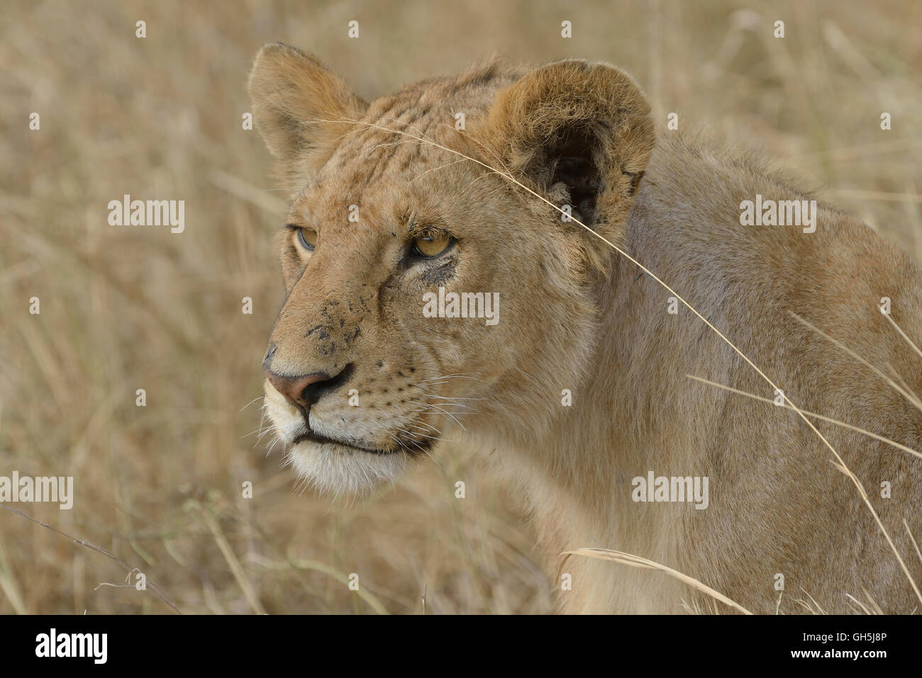 zoology / animals, mammal (mammalia), lion (Panthera Leo), Serengeti ...
