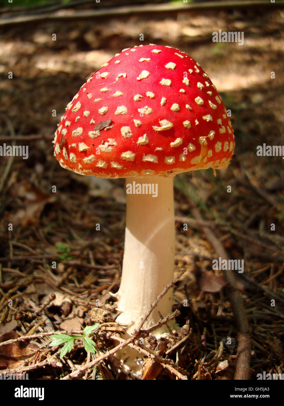 botany, fly agaric (Amanita muscaria), inferior Tatra (Nizke Tatry ...