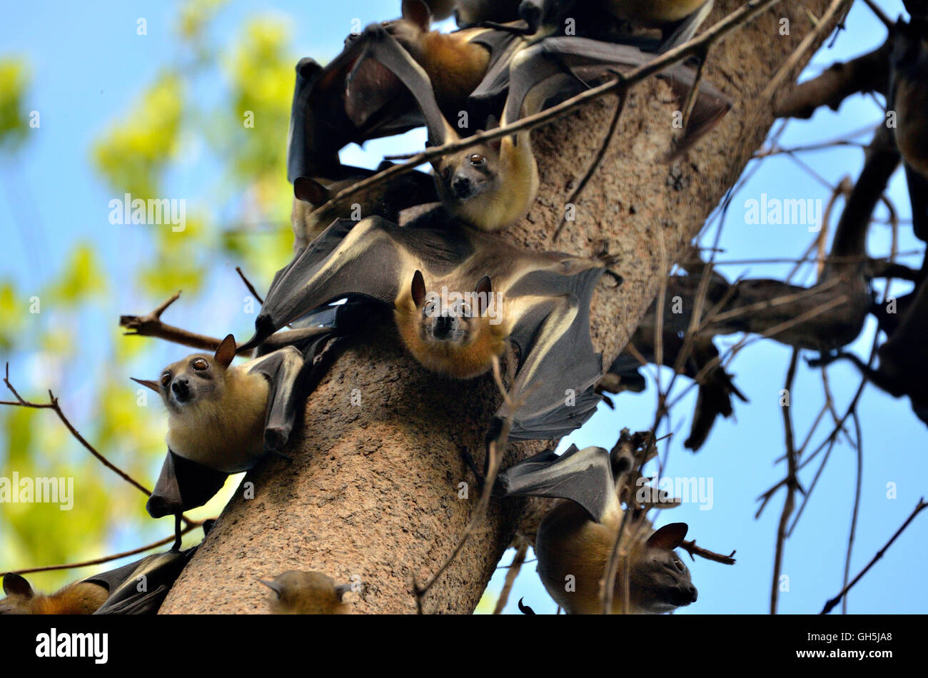 Eidolon helvum kasanka hi-res stock photography and images - Alamy