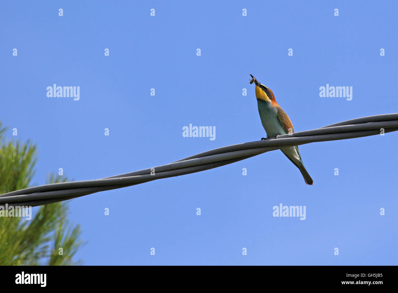 Snapping beak hi-res stock photography and images - Alamy