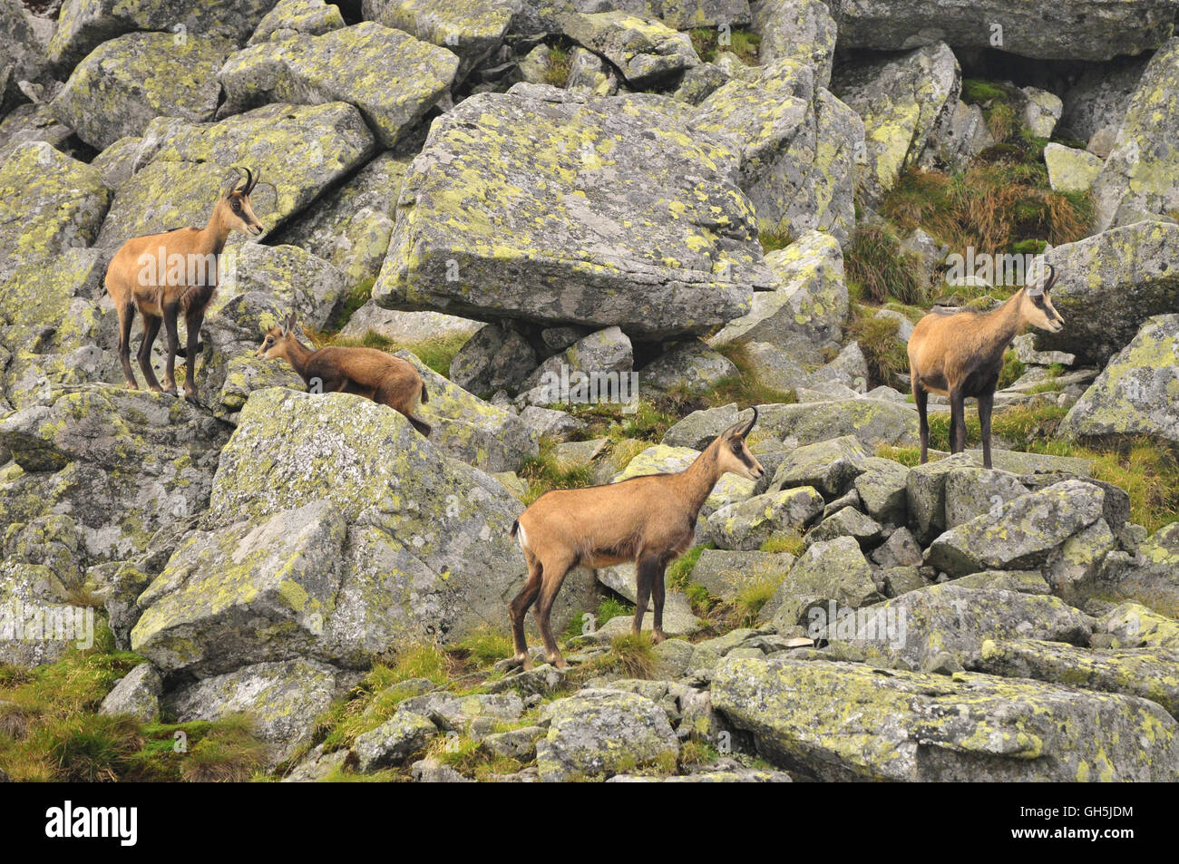 zoology / animals, mammal (mammalia), Tatra chamoiss or Tatra chamoises ...