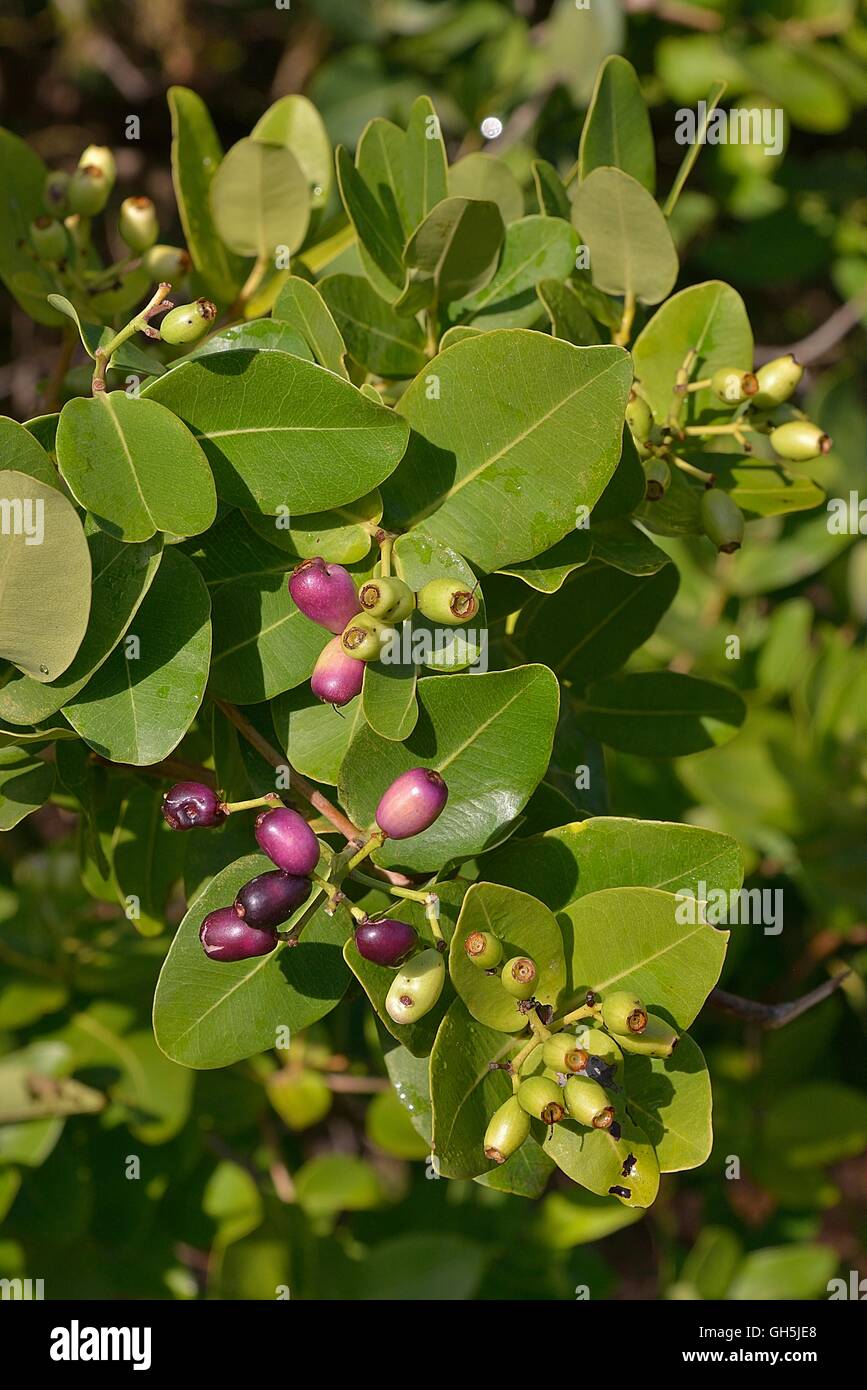 botany, fruit of myrtles (syzygy cordatum), principal food of the straw ...