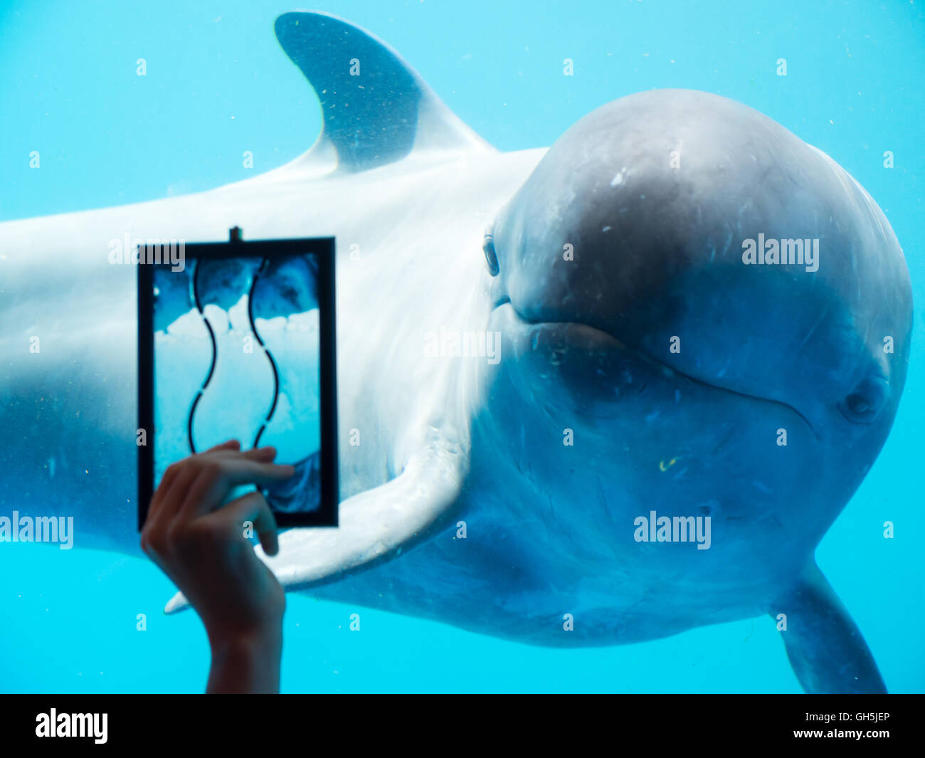 False Killer Whale Dolphin Hybrid