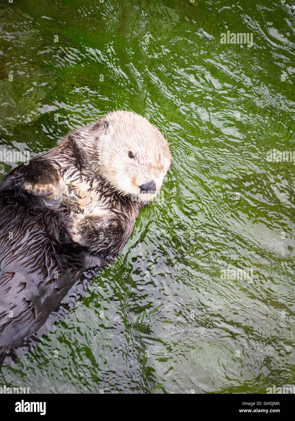 Cute Sea Otter