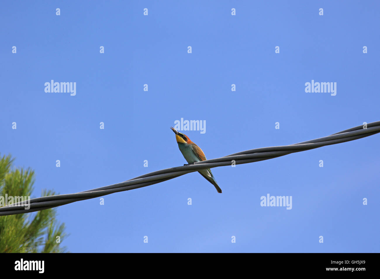 Snapping beak hi-res stock photography and images - Alamy