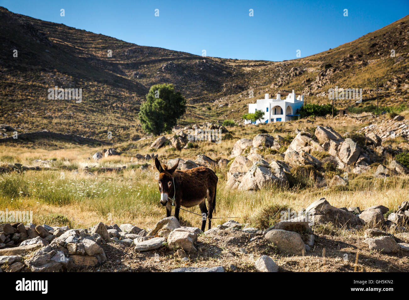 Donkey by the greek church in Paros island, Greece Stock Photo - Alamy