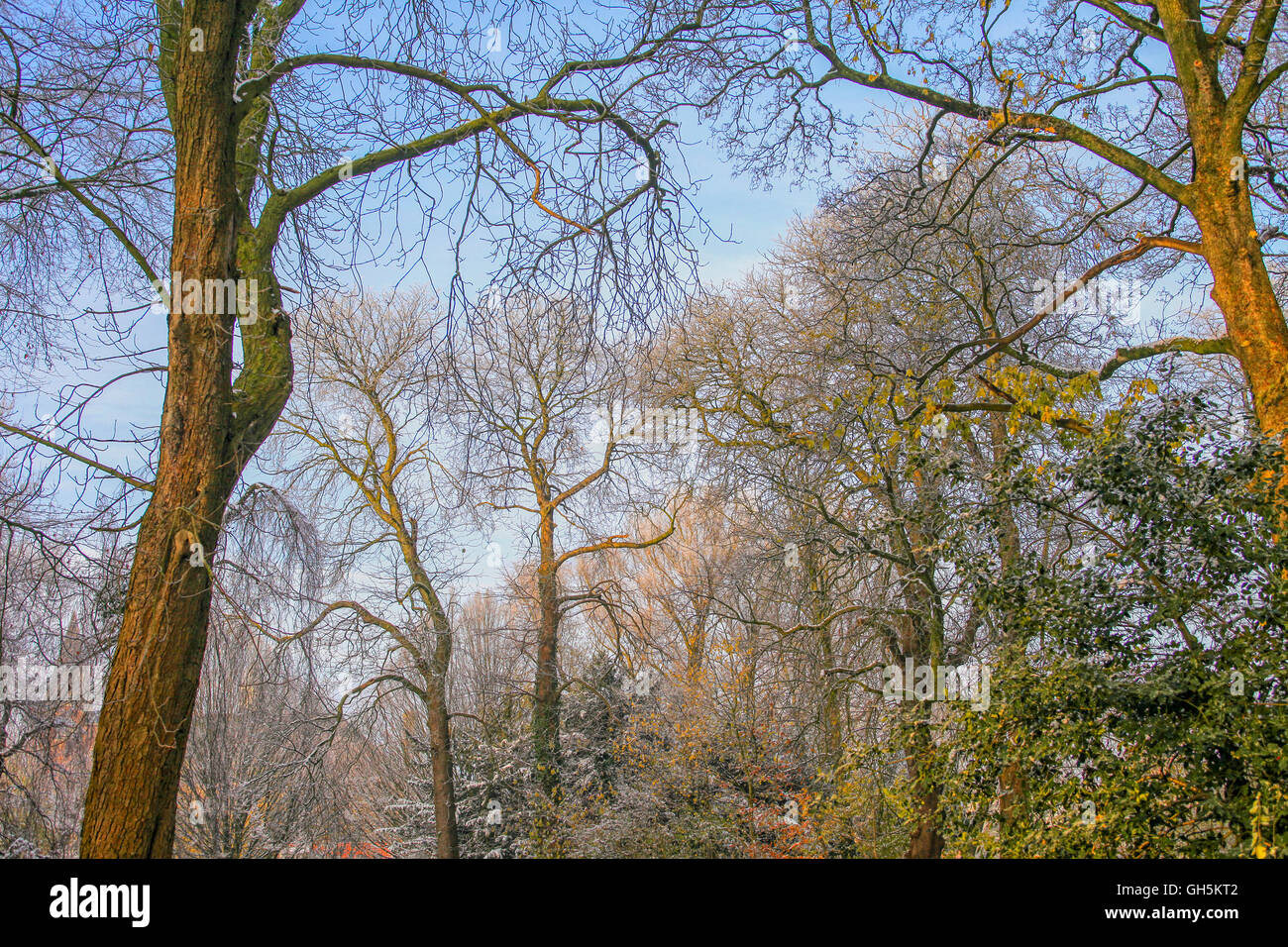 Tree trees green haze hi-res stock photography and images - Alamy