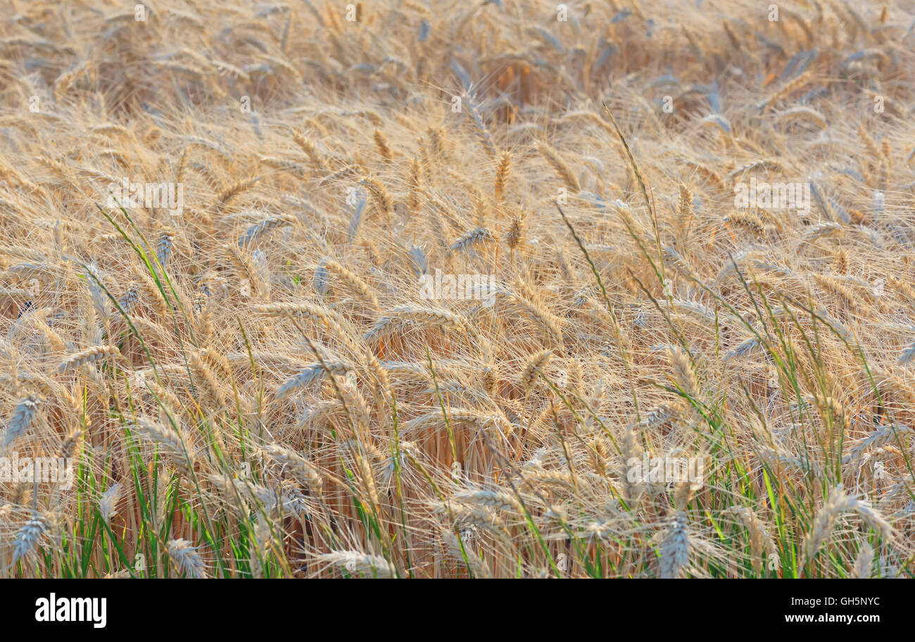Details of ripe barley field Stock Photo - Alamy