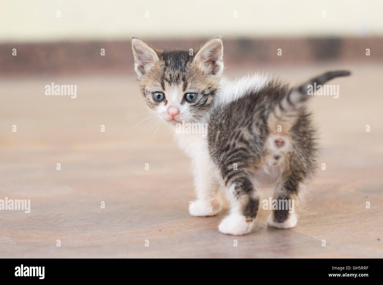 Small kitten exploring Stock Photo - Alamy