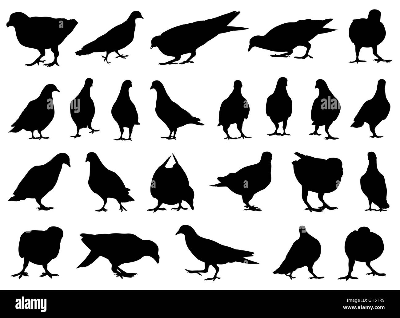 Set of different doves isolated on white Stock Photo - Alamy