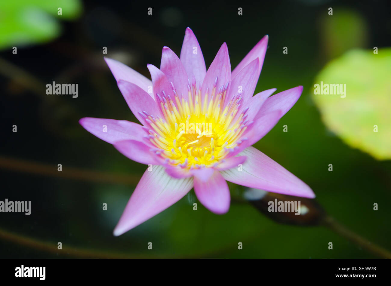 Tropical lotus flower in the pond and blurred background Stock Photo ...