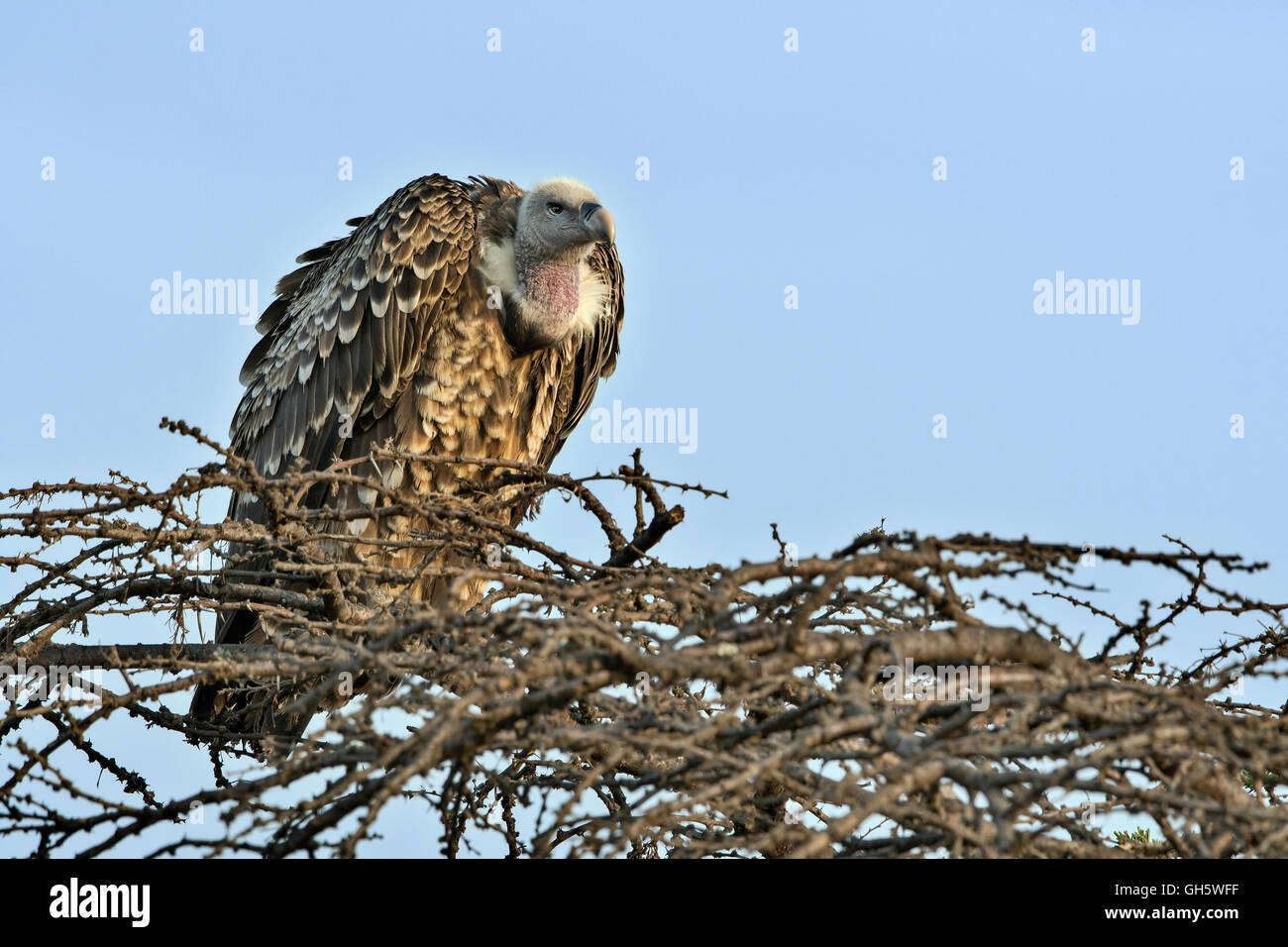Tanzania, Ngorongoro Conservation Area, Ruppell's Vulture, Gyps ...