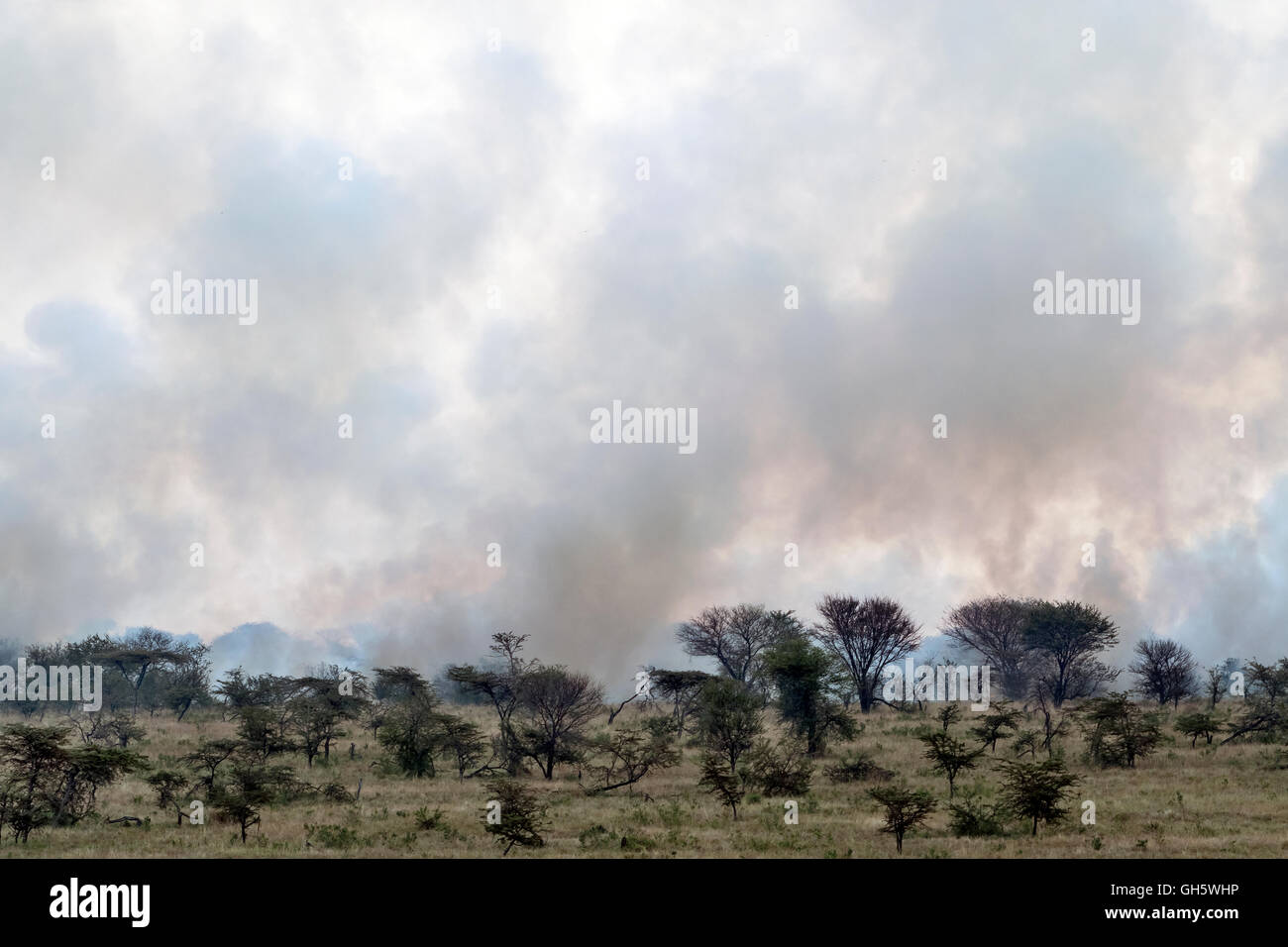 Savanna fire hi-res stock photography and images - Alamy
