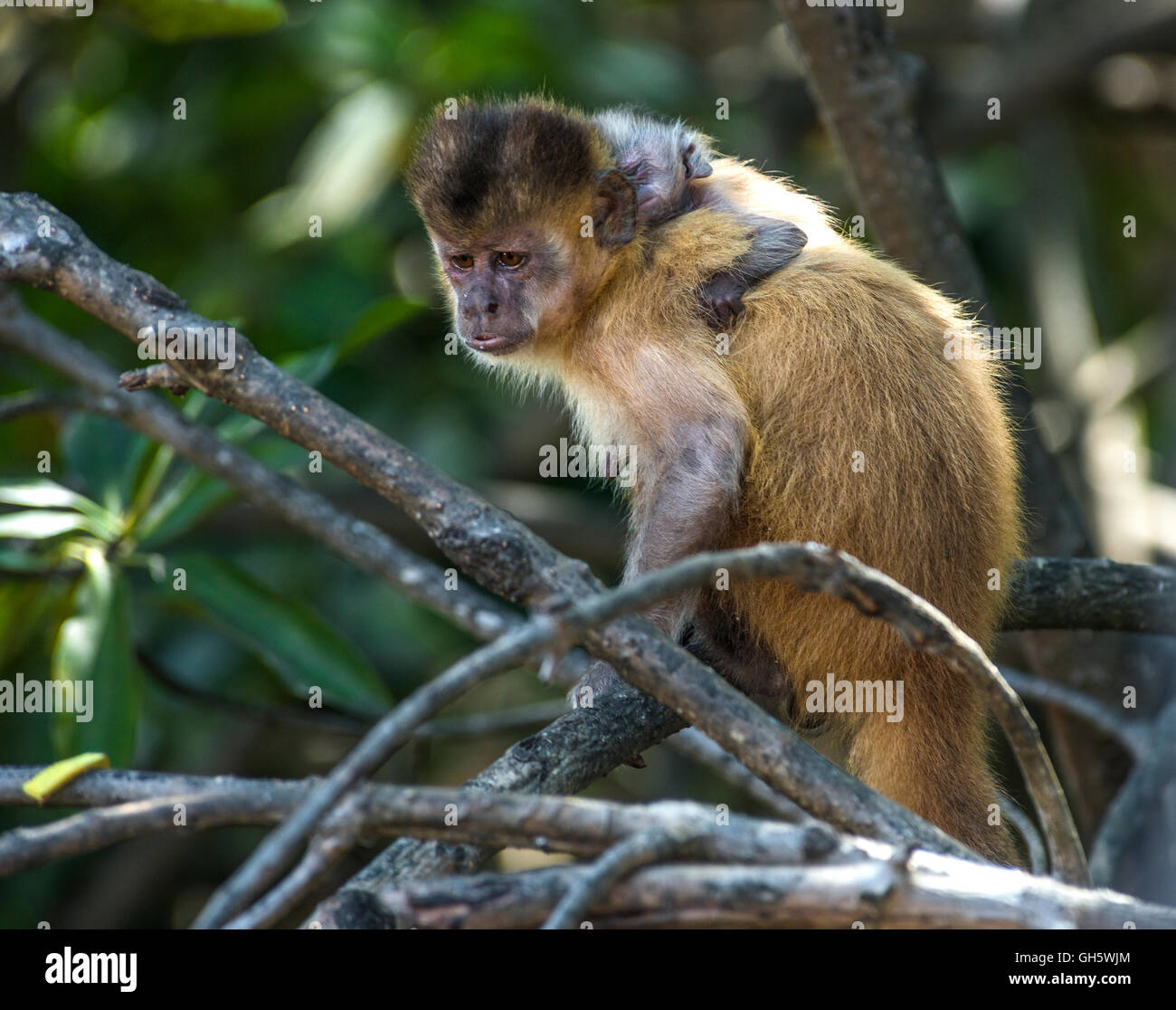 Female capuchin monkey with a baby on her back, Atins, Maranhao state ...