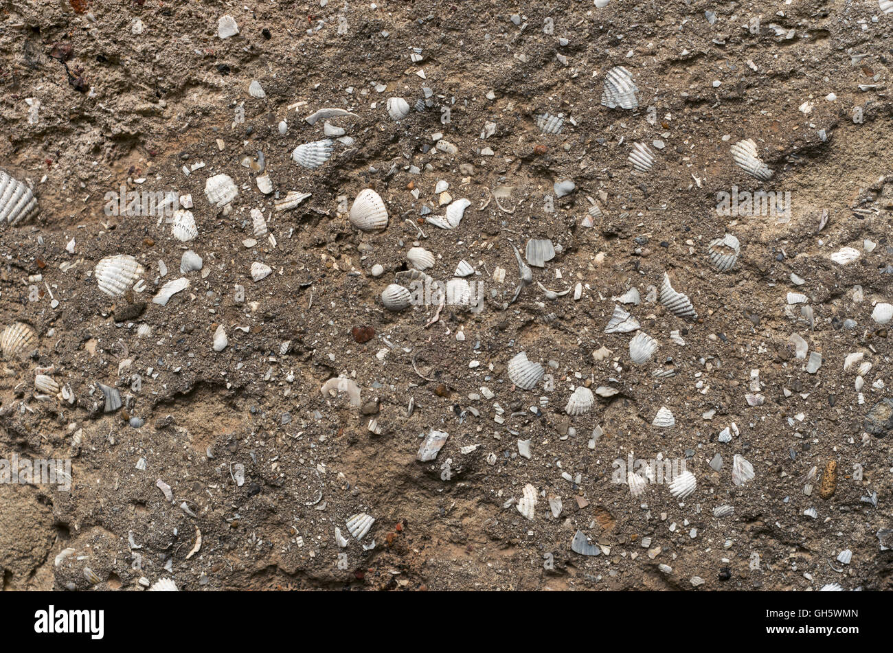 a texture of sandstone with shells inside of it Stock Photo - Alamy