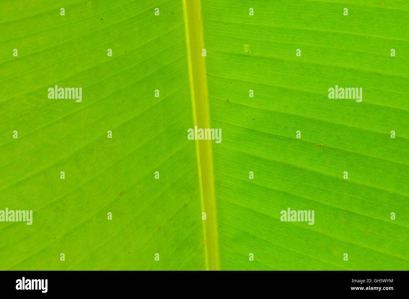banana leaf for packing food in countryside of Thailand Stock Photo - Alamy