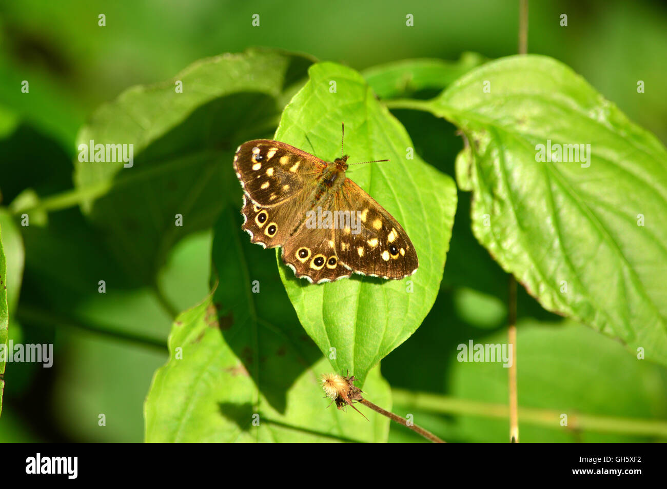 Butterfly at rest with wings spread hi-res stock photography and images ...