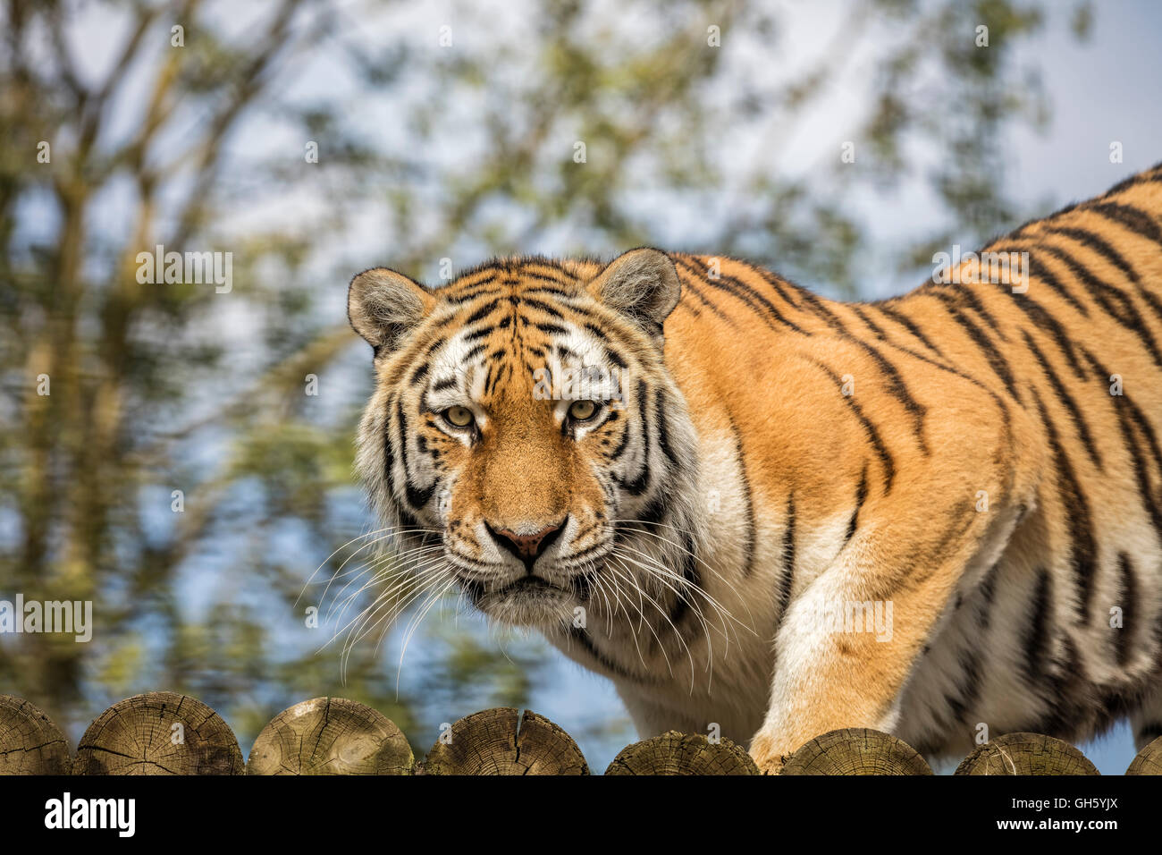 Sumatran tiger looking straight ahead Stock Photo - Alamy