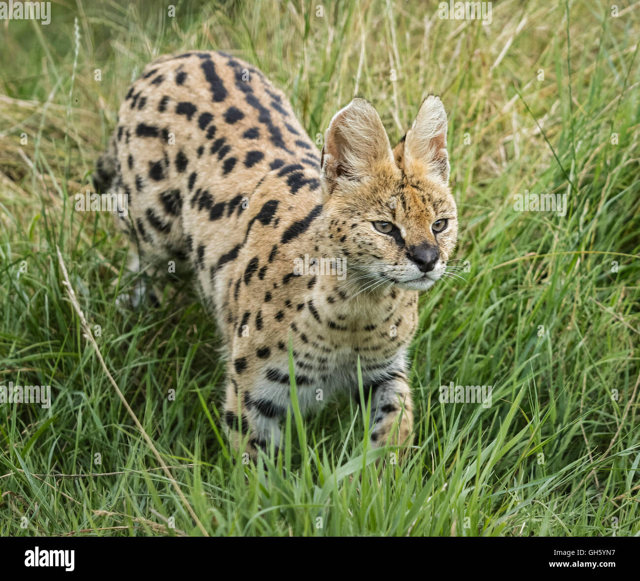Serval in long grass hi-res stock photography and images - Alamy