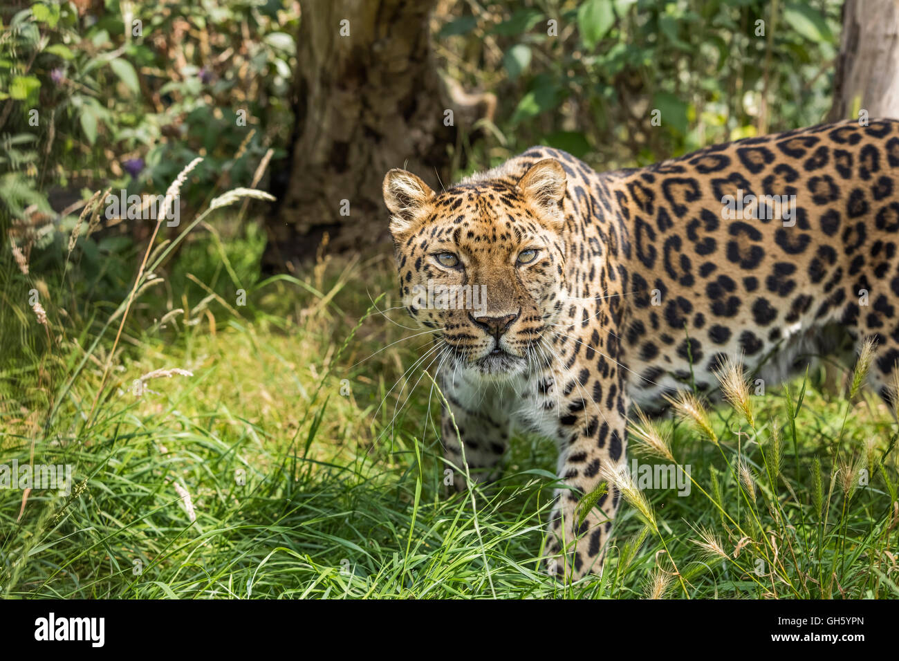Captive breeding amur leopard hi-res stock photography and images - Alamy