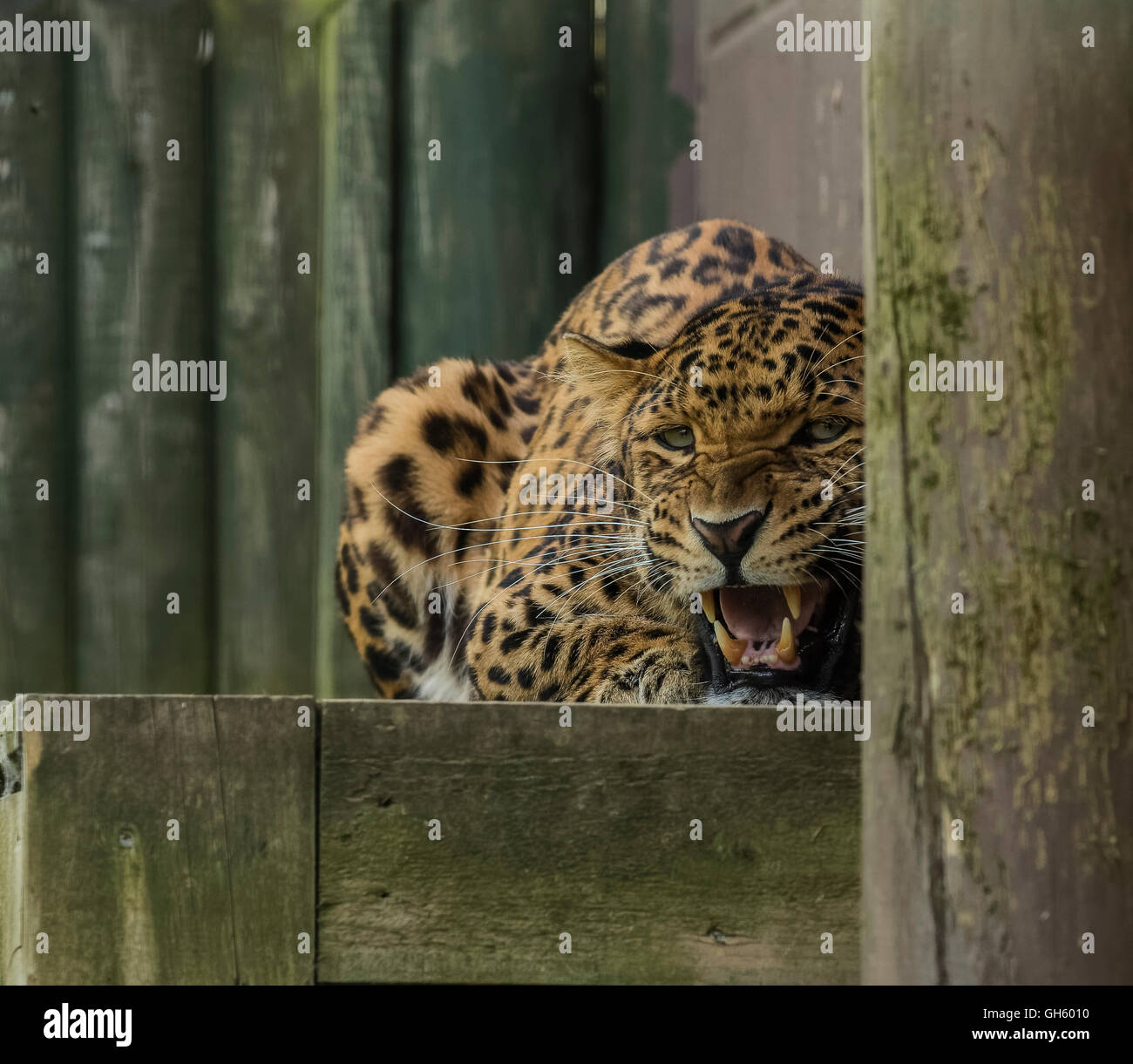A North Chinese leopard at the Wildlife Heritage Foundation in Kent ...