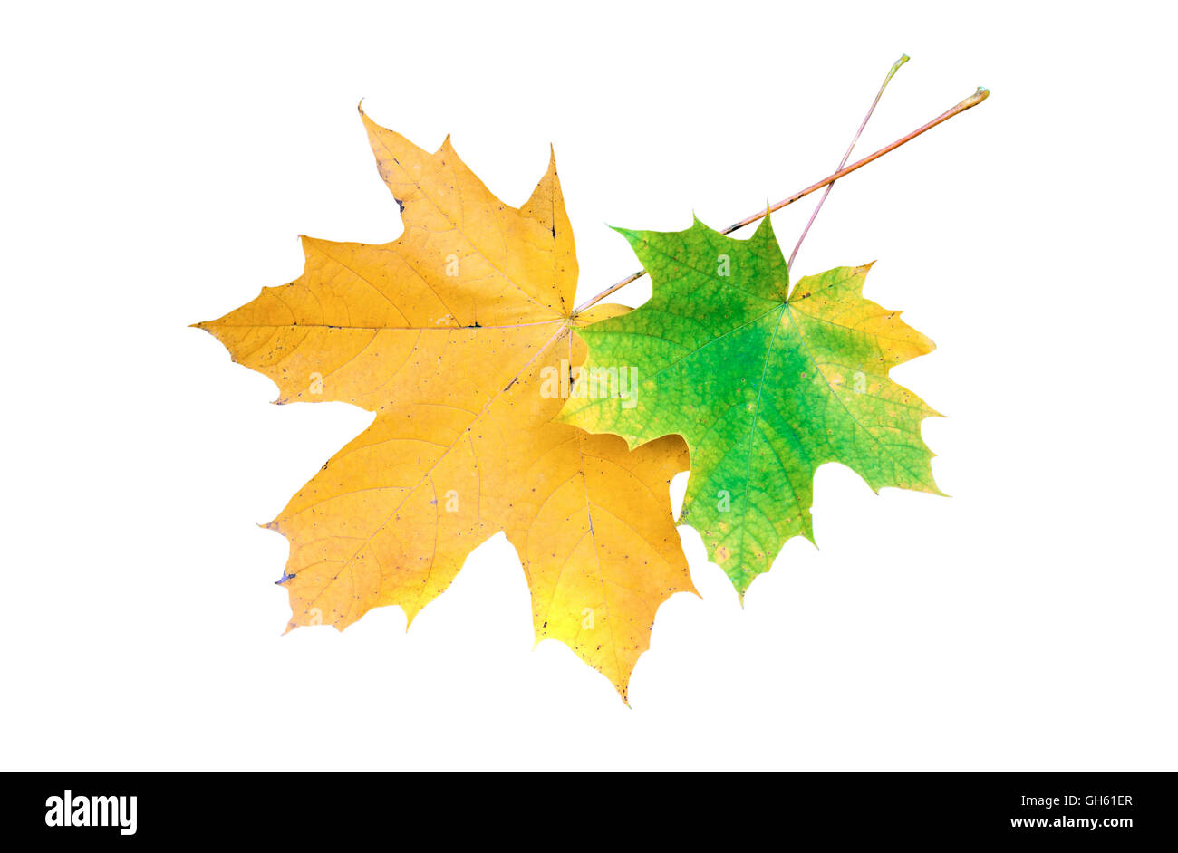 Two maple leaves isolated on white background Stock Photo - Alamy