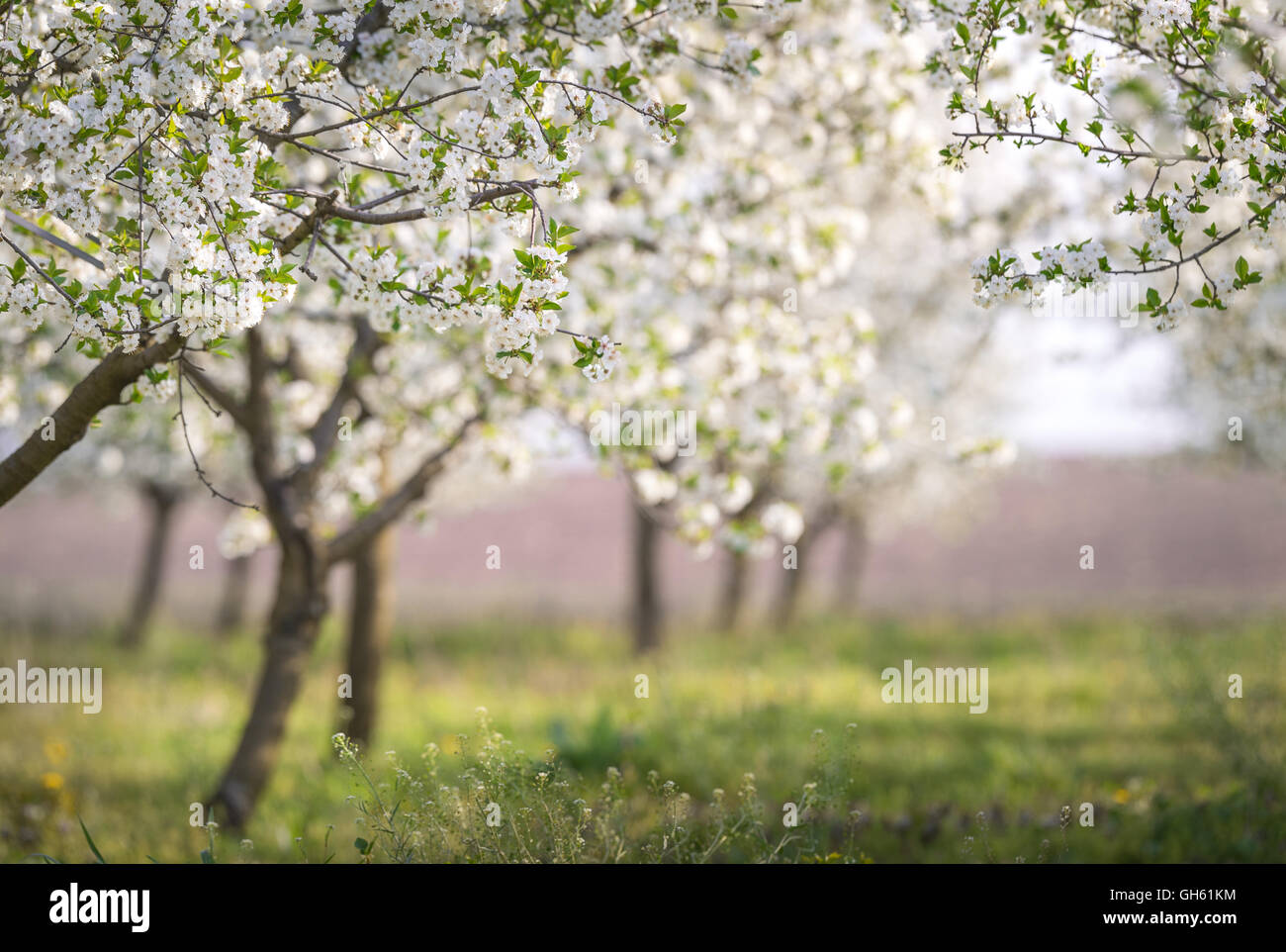 Orchard bloom hi-res stock photography and images - Alamy