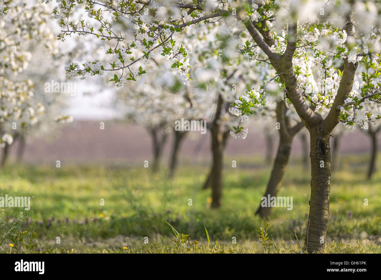Orchard bloom hi-res stock photography and images - Alamy