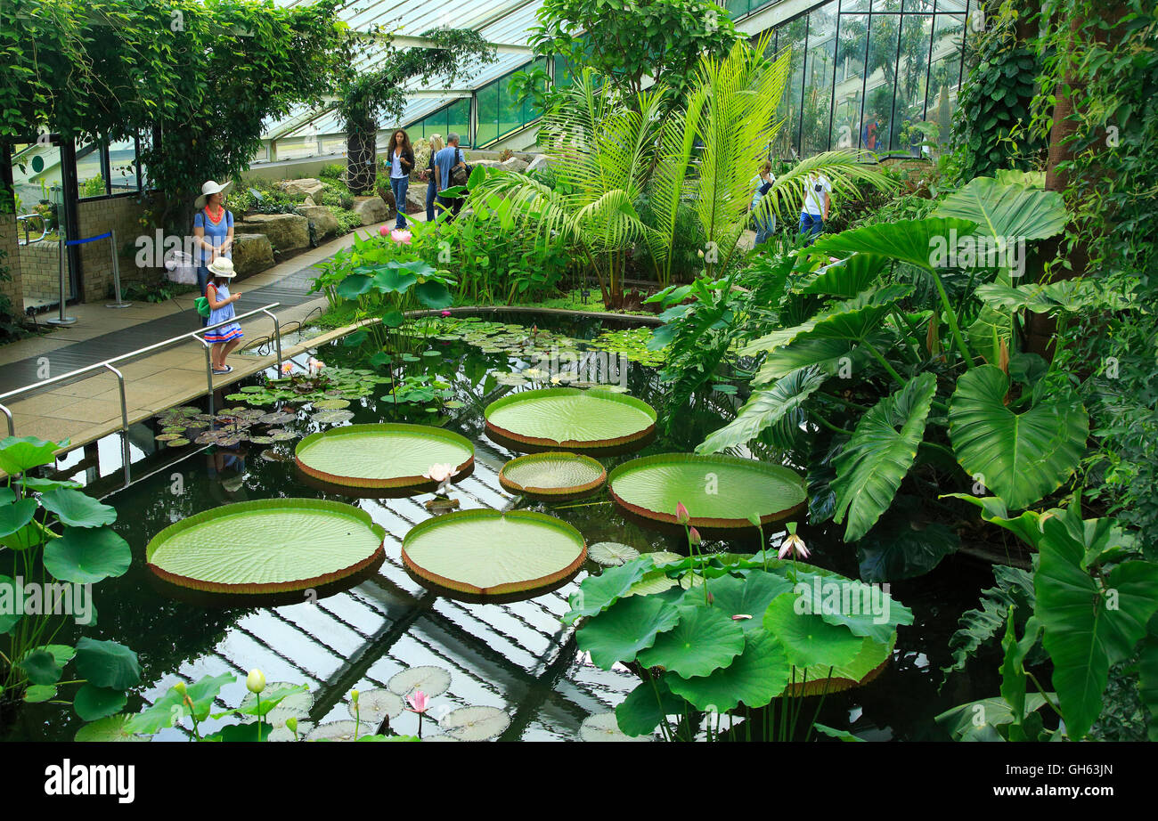 Tropical rainforest environment inside the Princess of Wales ...