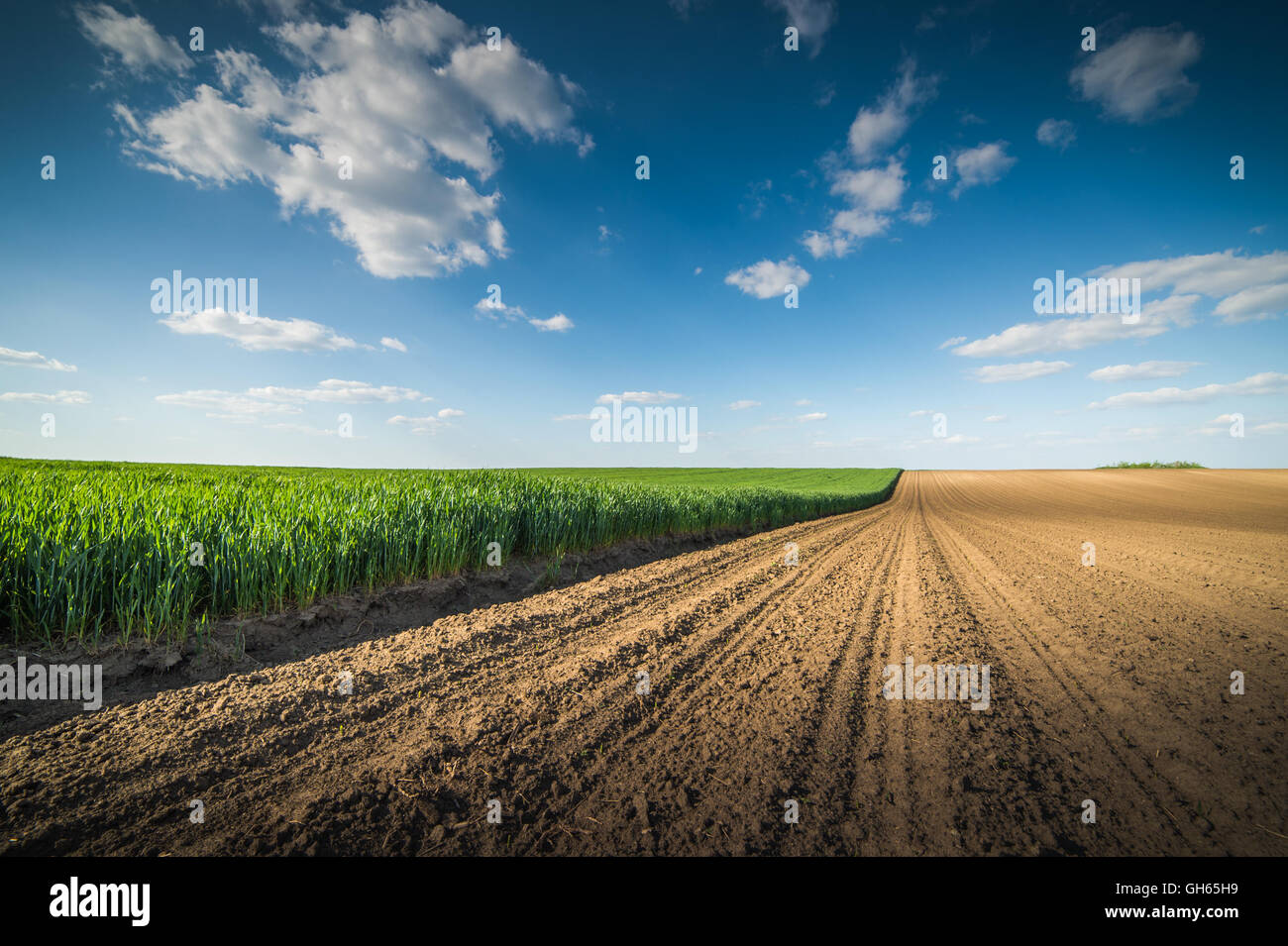 Young wheat field in spring hi-res stock photography and images - Alamy