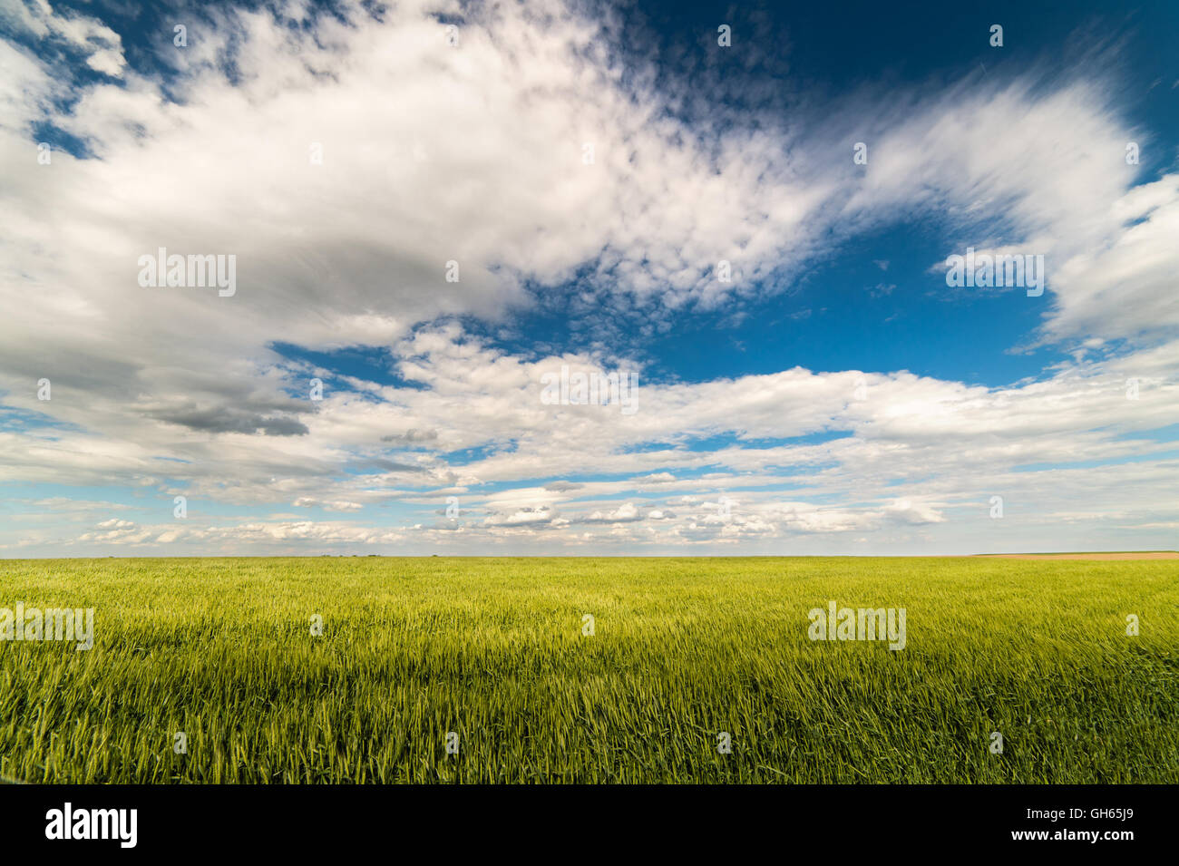 young wheat field in spring Stock Photo - Alamy