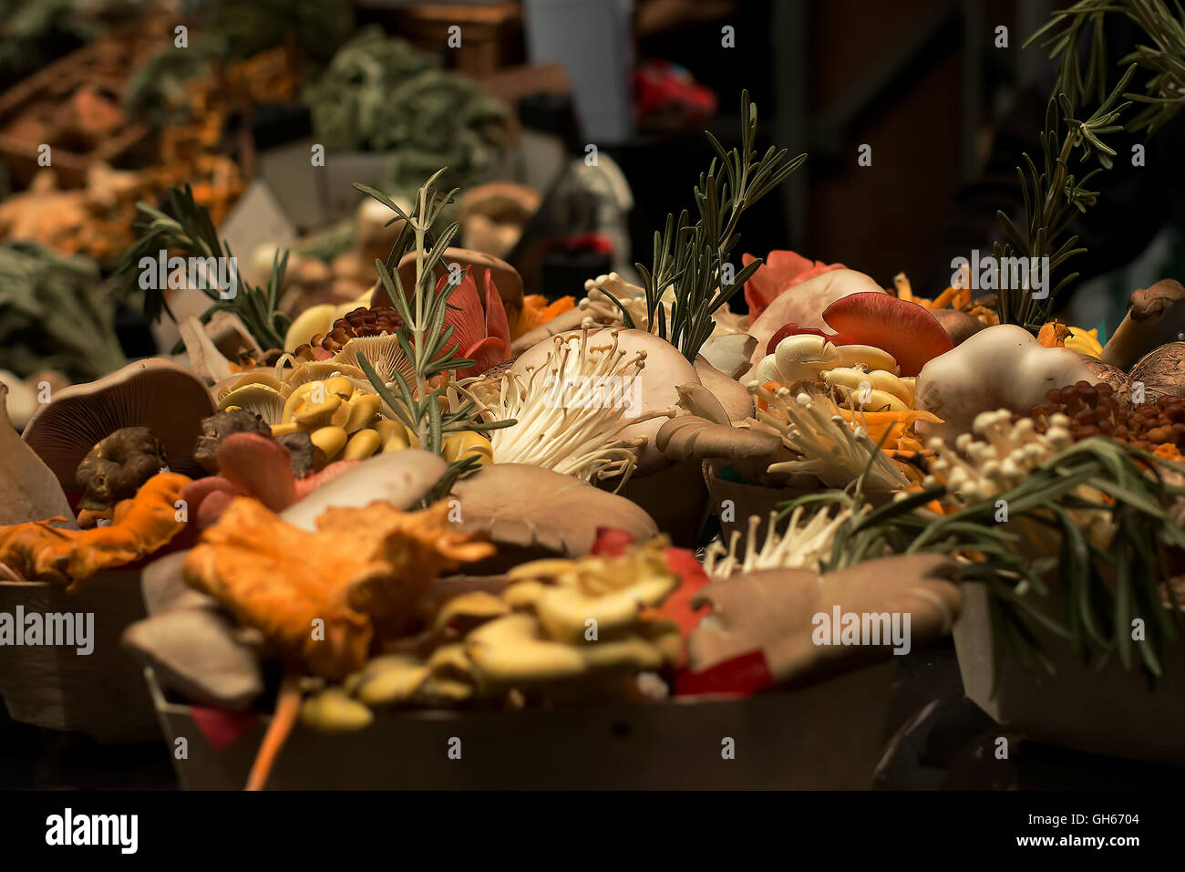Selection of fungi Stock Photo - Alamy
