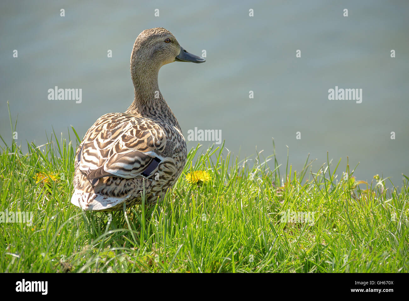 Lone duck hi-res stock photography and images - Alamy