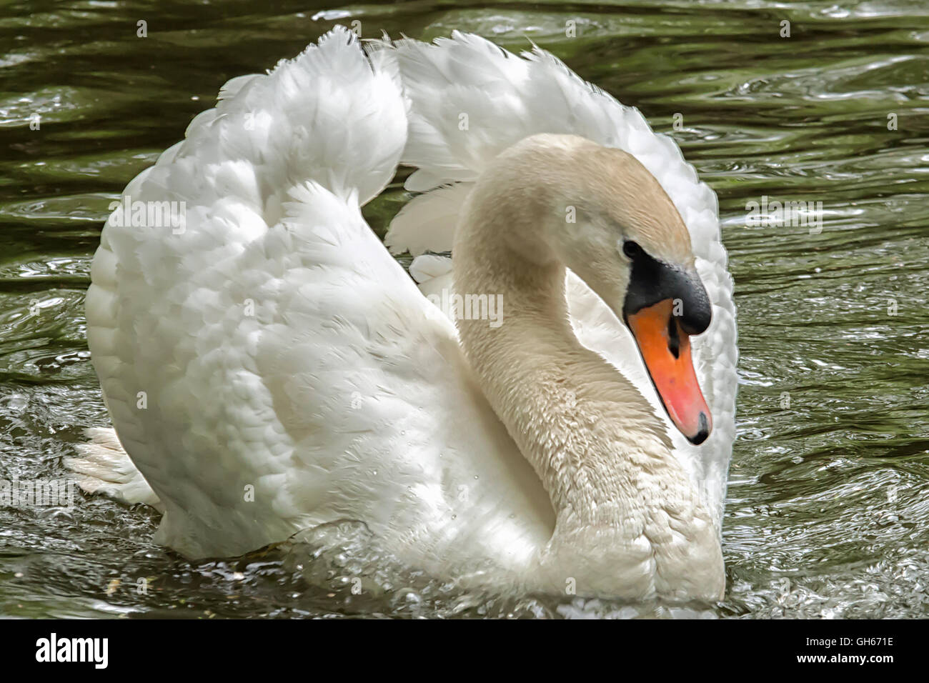 Elegant animal stance hi-res stock photography and images - Alamy