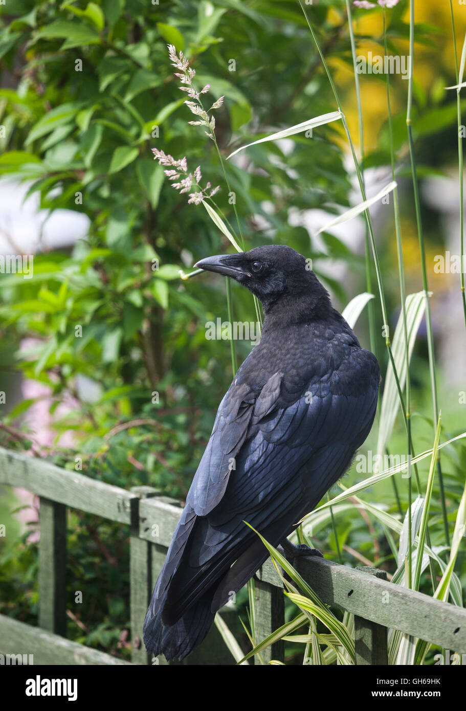 Young Carrion Crow Corvus corone corone in Garden Environment UK Stock ...