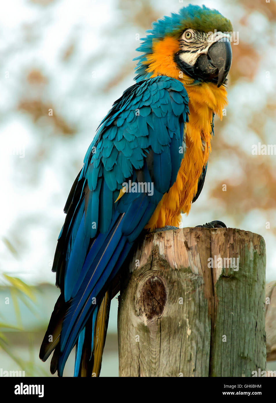 Parrots sitting on a log Stock Photo - Alamy