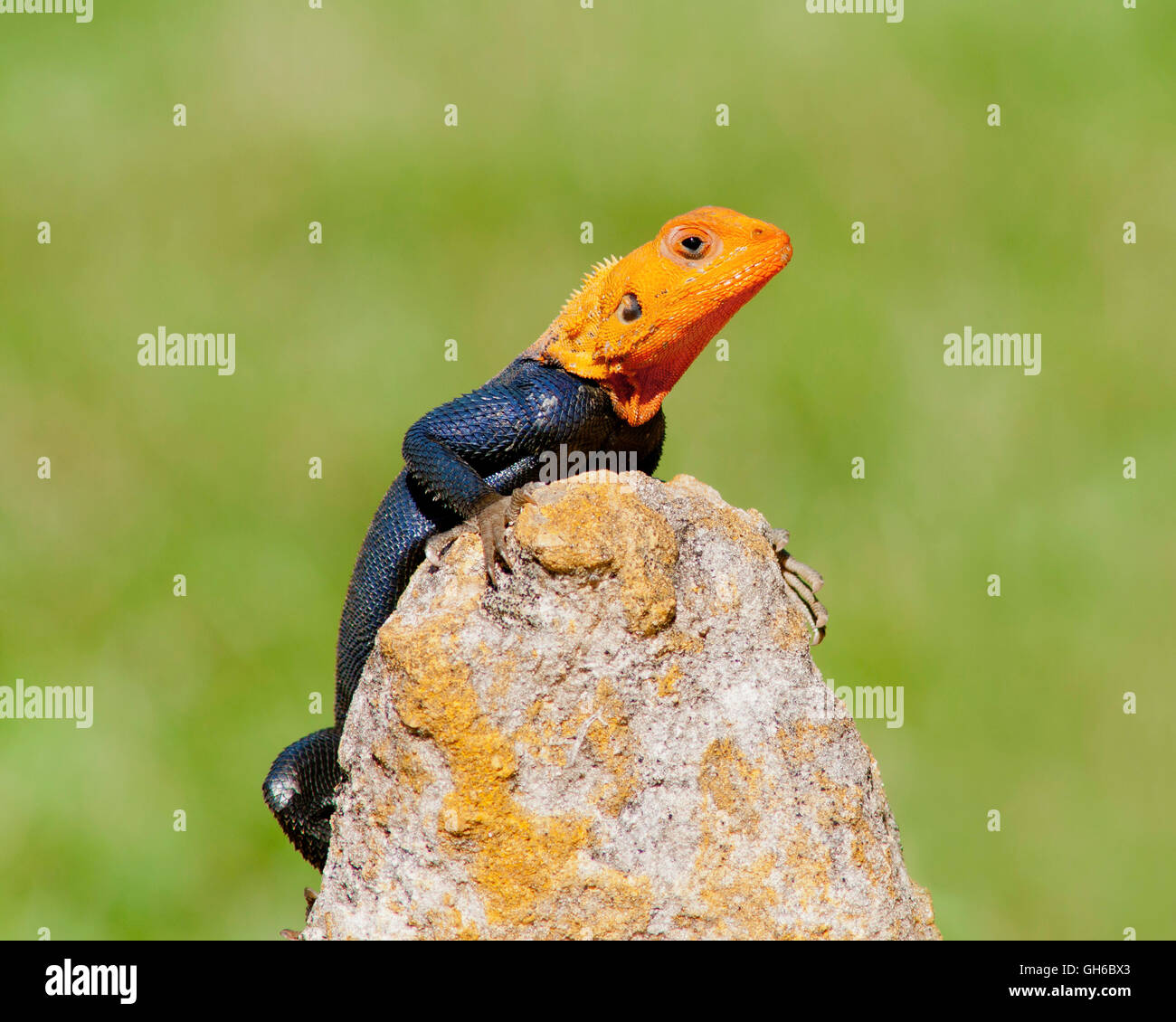 Male agama agama Stock Photo - Alamy