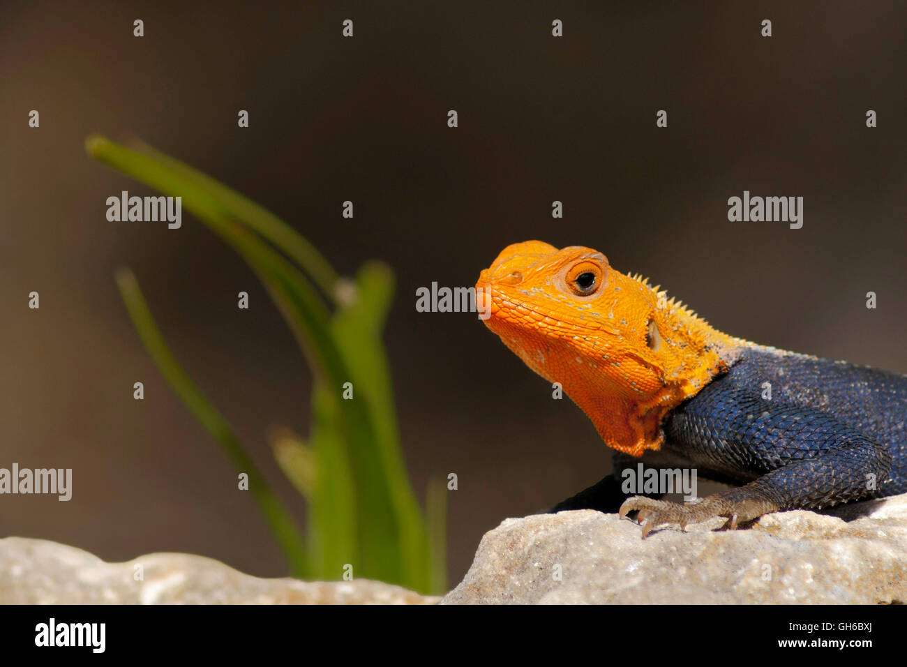 Male agama hi-res stock photography and images - Alamy