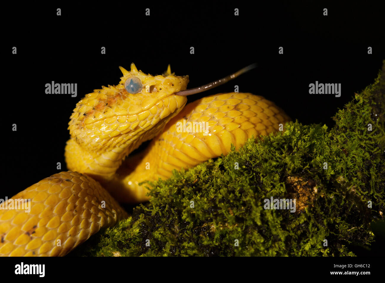 Blue viper snake hi-res stock photography and images - Alamy