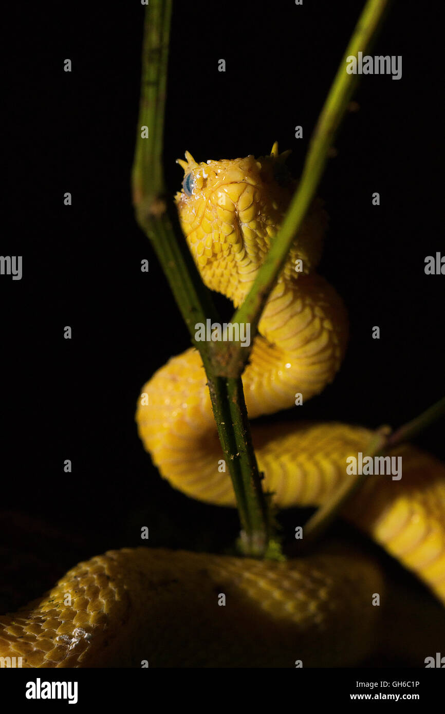 Blue pit viper hi-res stock photography and images - Alamy