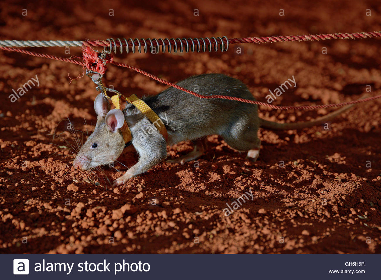 Minesweeper Minesweepers Stock Photos & Minesweeper Minesweepers Stock ...