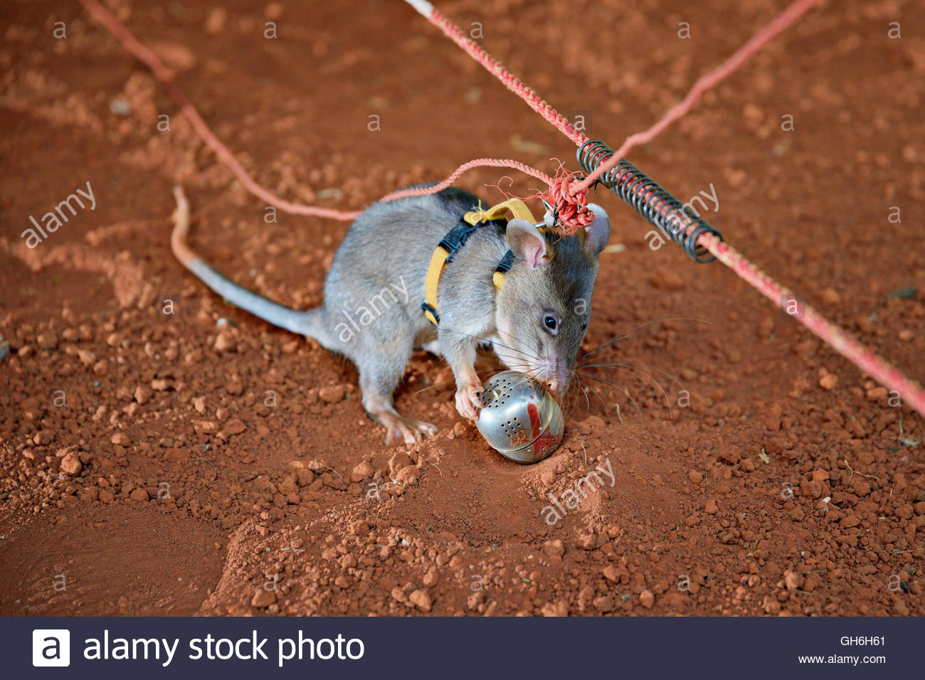 Minesweeper Minesweepers Stock Photos & Minesweeper Minesweepers Stock ...