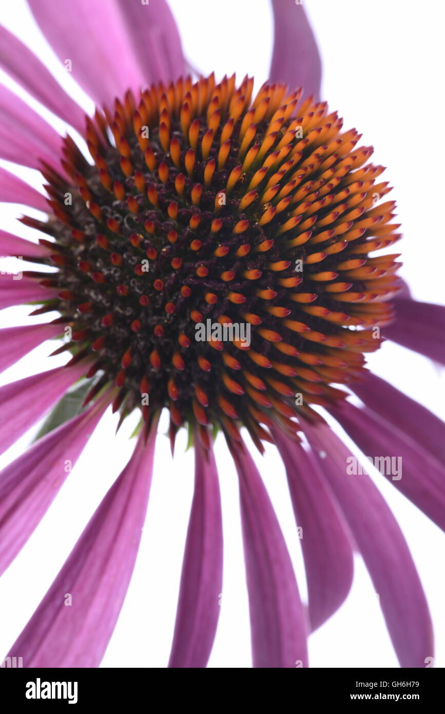Coneflower macro isolated on white background Stock Photo - Alamy