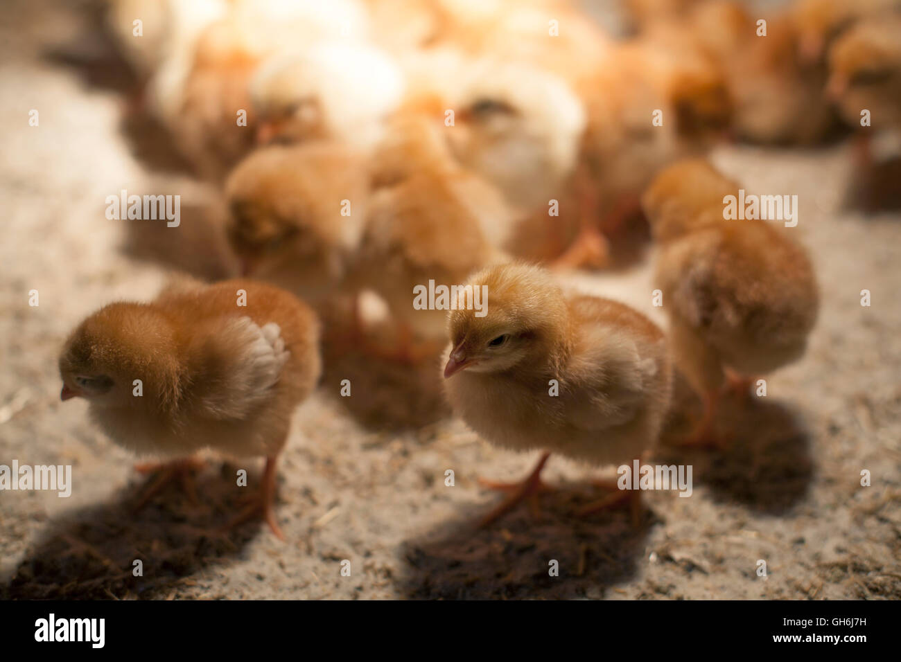 Fuzzy bird hi-res stock photography and images - Alamy