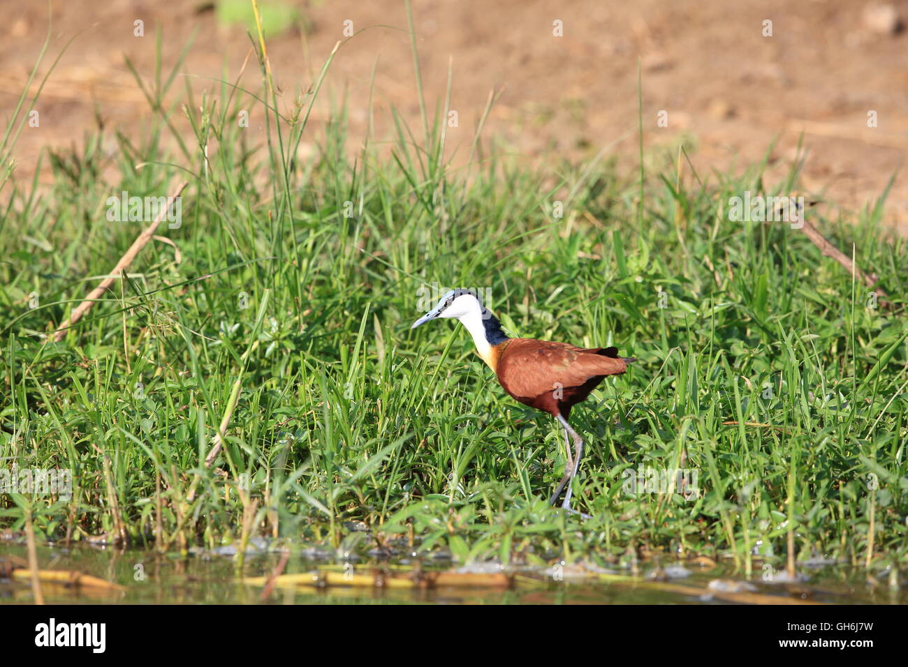 African Jacana (Actophilornis africanus) in Mabamba wetland, Uganda ...